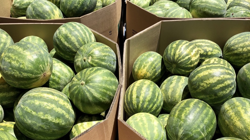 Chinchilla Melon Festival: GET YOUR MELON ON!